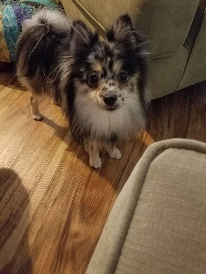 My little emo dog – Victoria's Life On A Page